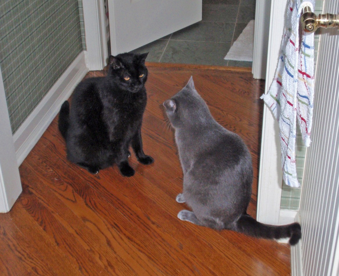 A repost of Morgan stories — Morning boxing routines | Views and Mews ...