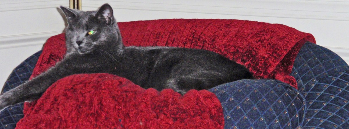 Sassy cats – Morgan, the perfect cat, Part 1 | Views and Mews by Coffee Kat