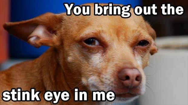 Own it! Or suffer the stink eye! | Views and Mews by Coffee Kat