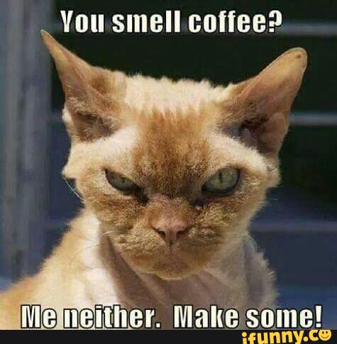 Own it! Or suffer the stink eye! | Views and Mews by Coffee Kat