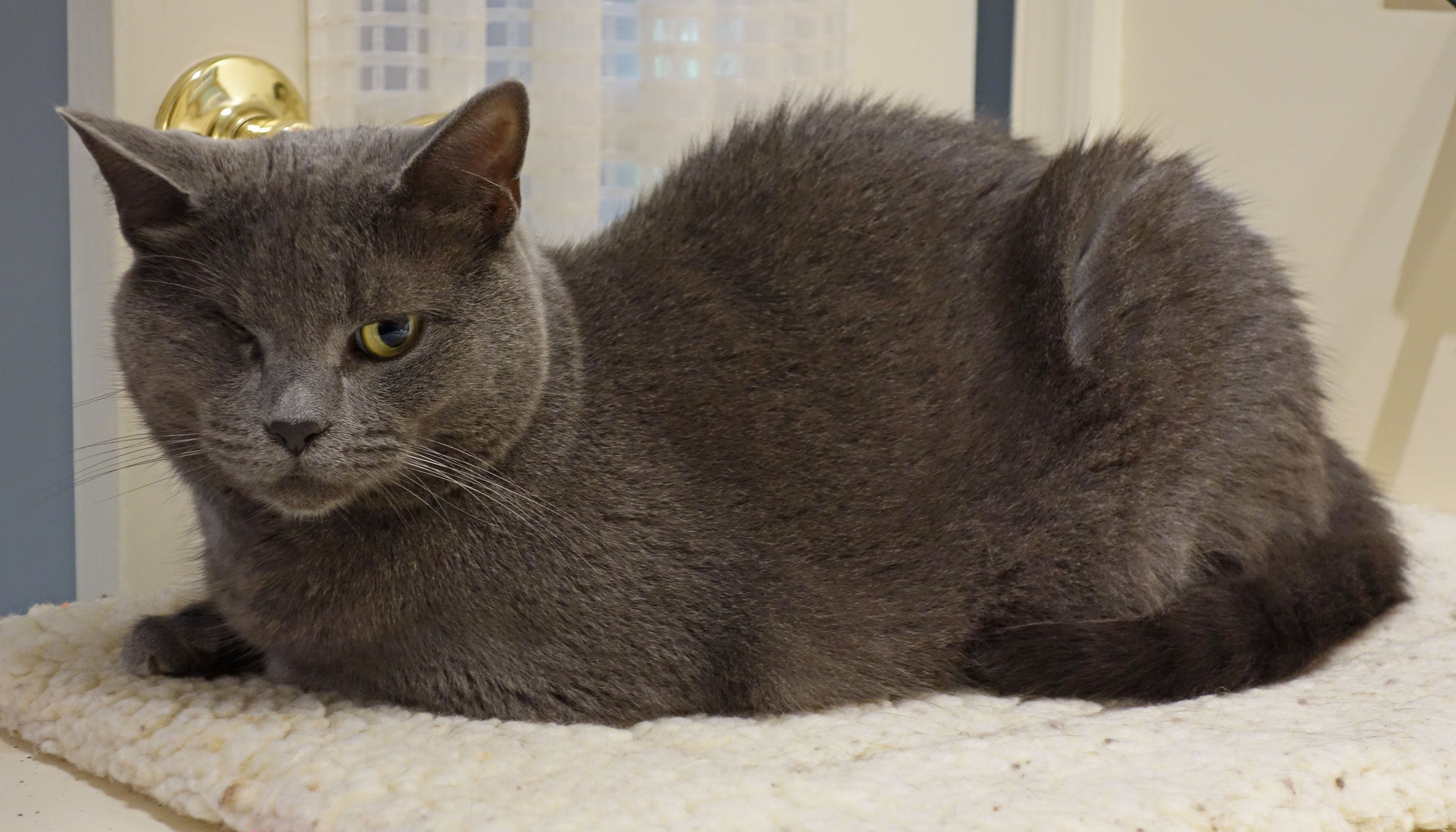 Sassy cats — Morgan and the computer | Views and Mews by Coffee Kat