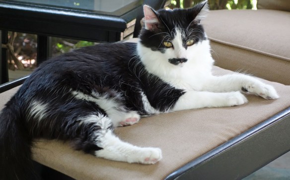 Sassy cats — Chilling out | Views and Mews by Coffee Kat