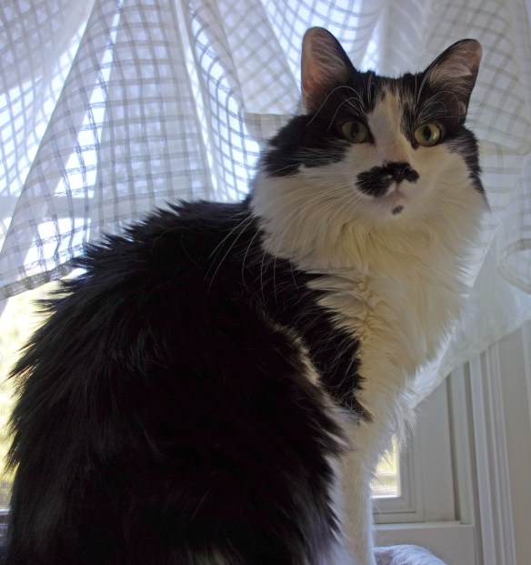 Sassy cats — A quiet week! | Views and Mews by Coffee Kat