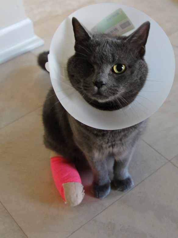 Random 5 for January 10 – Houses, Morgan, cat collars, timing ...