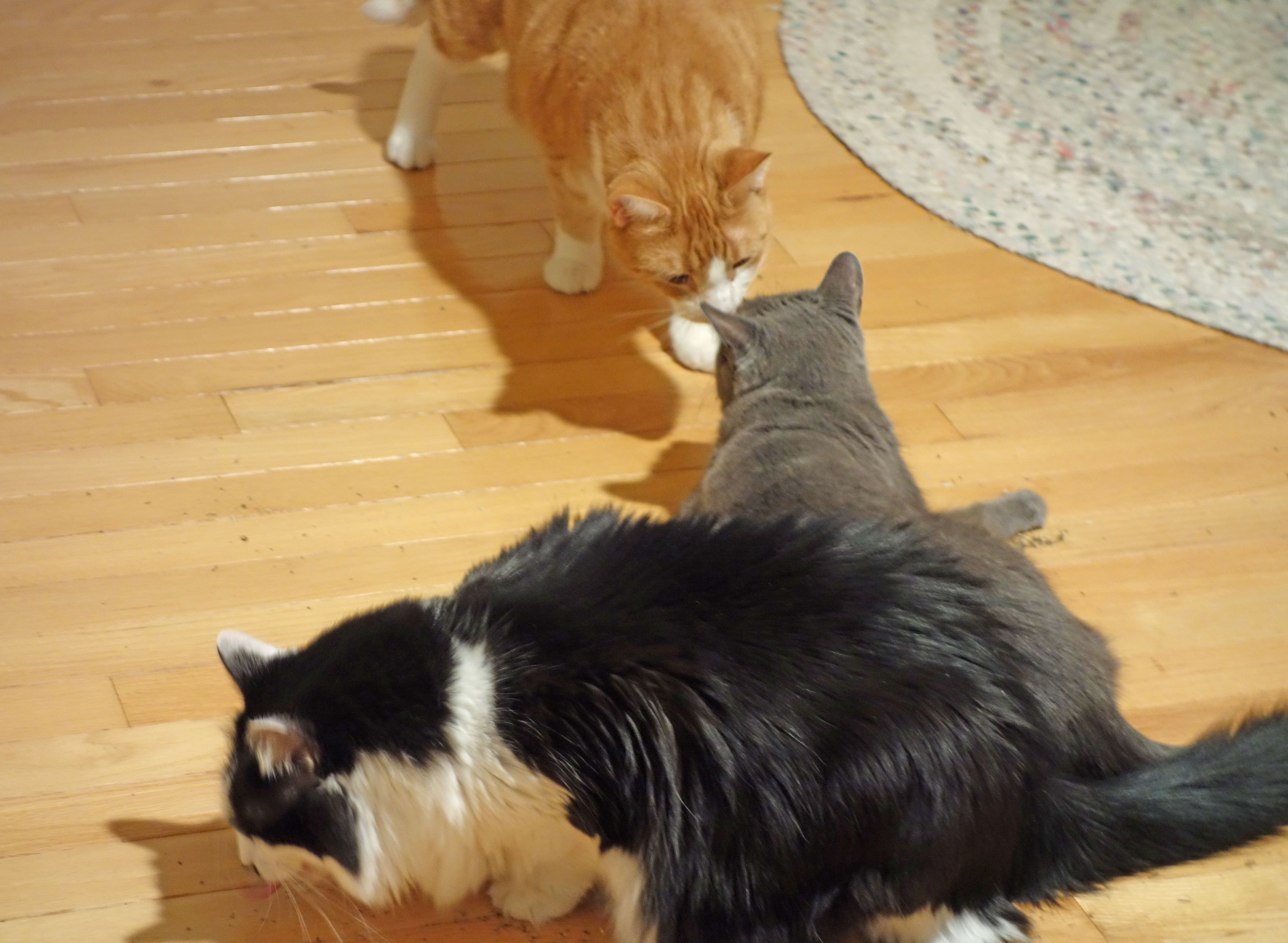 Sassy cats — Catnip! | Views and Mews by Coffee Kat