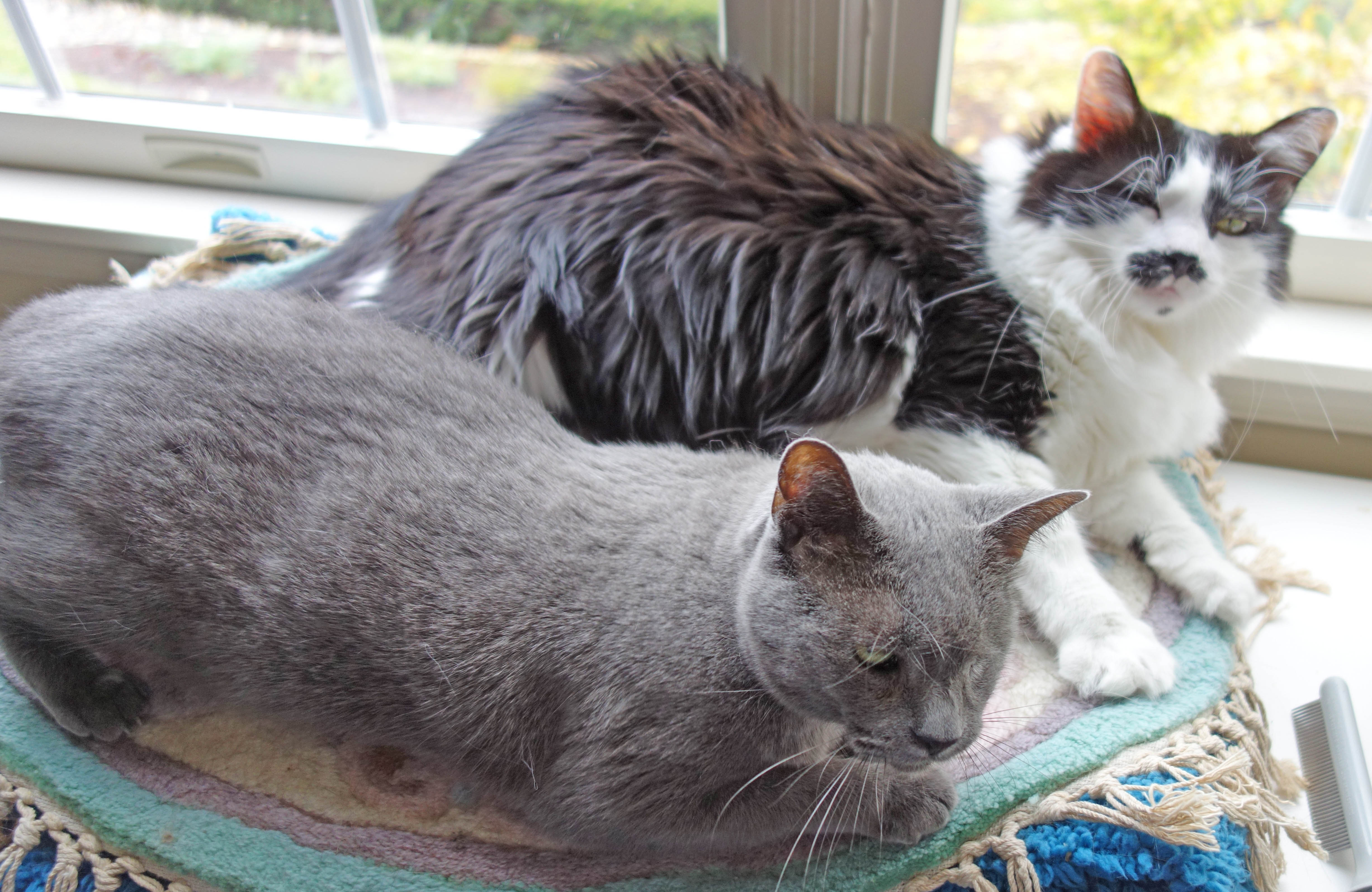 Sassy cats — The office window | Views and Mews by Coffee Kat