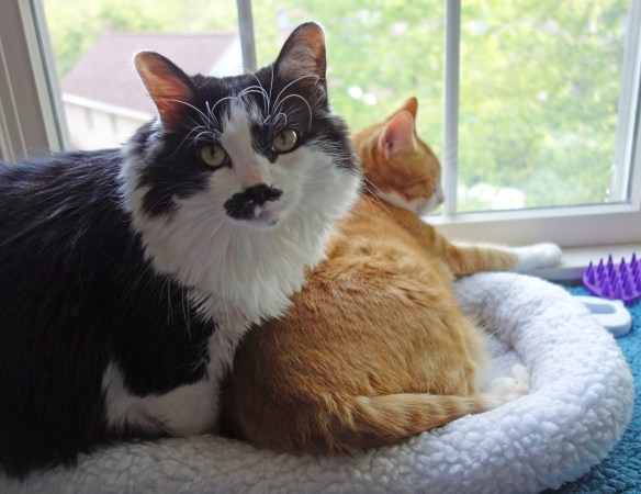 Sassy cats — They’re in my spot! | Views and Mews by Coffee Kat
