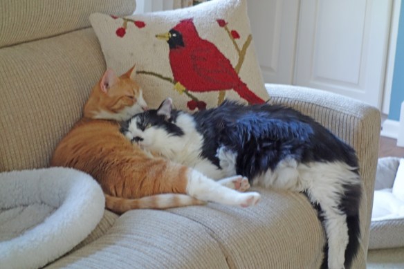 Sassy cats — Another week flies by | Views and Mews by Coffee Kat