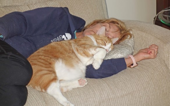 Sassy cats – Gus – the mancat, the myth, the legend! | Views and Mews ...