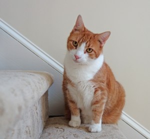 Sassy cats – Wassup with Sasha? | Views and Mews by Coffee Kat