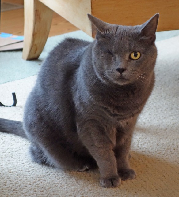 Views and Mews by Coffee Kat | Kate's views on life edited by four ...