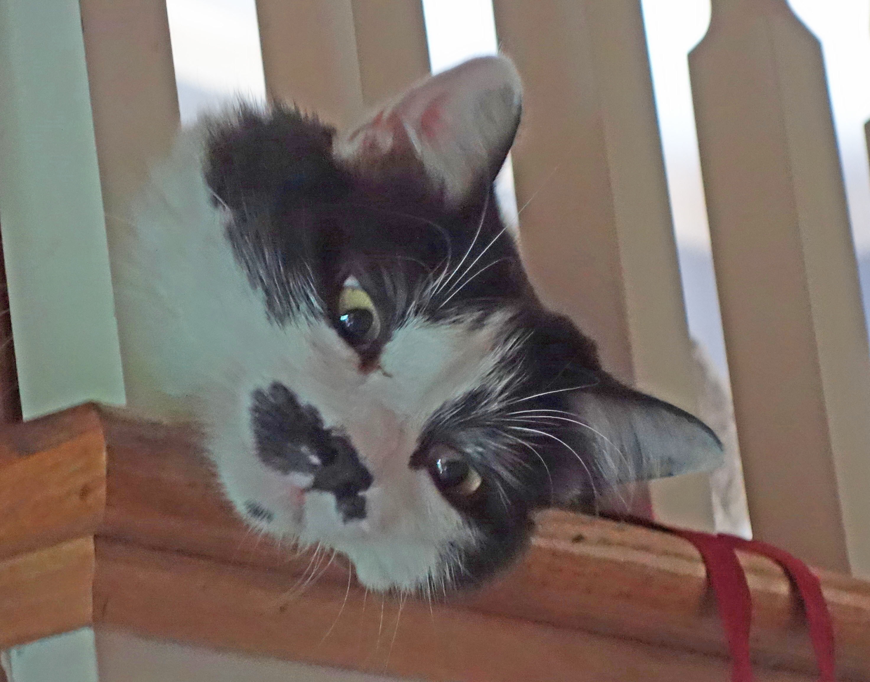 Views and Mews by Coffee Kat | Kate's views on life edited by three ...