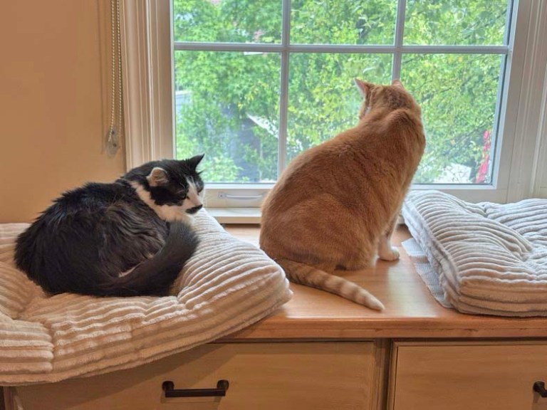 Sassy cats – Lazy days | Views and Mews by Coffee Kat